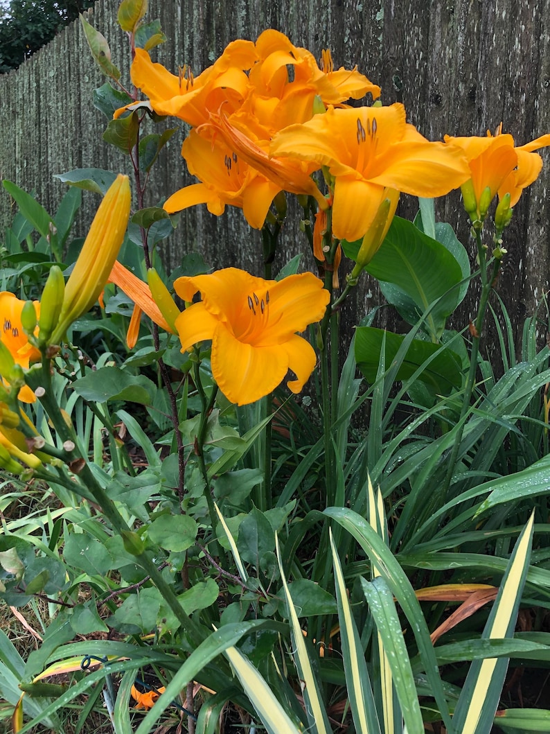 Fragrant Magic Flower Enigma Daylilies Plants for Your Garden Easy to ...