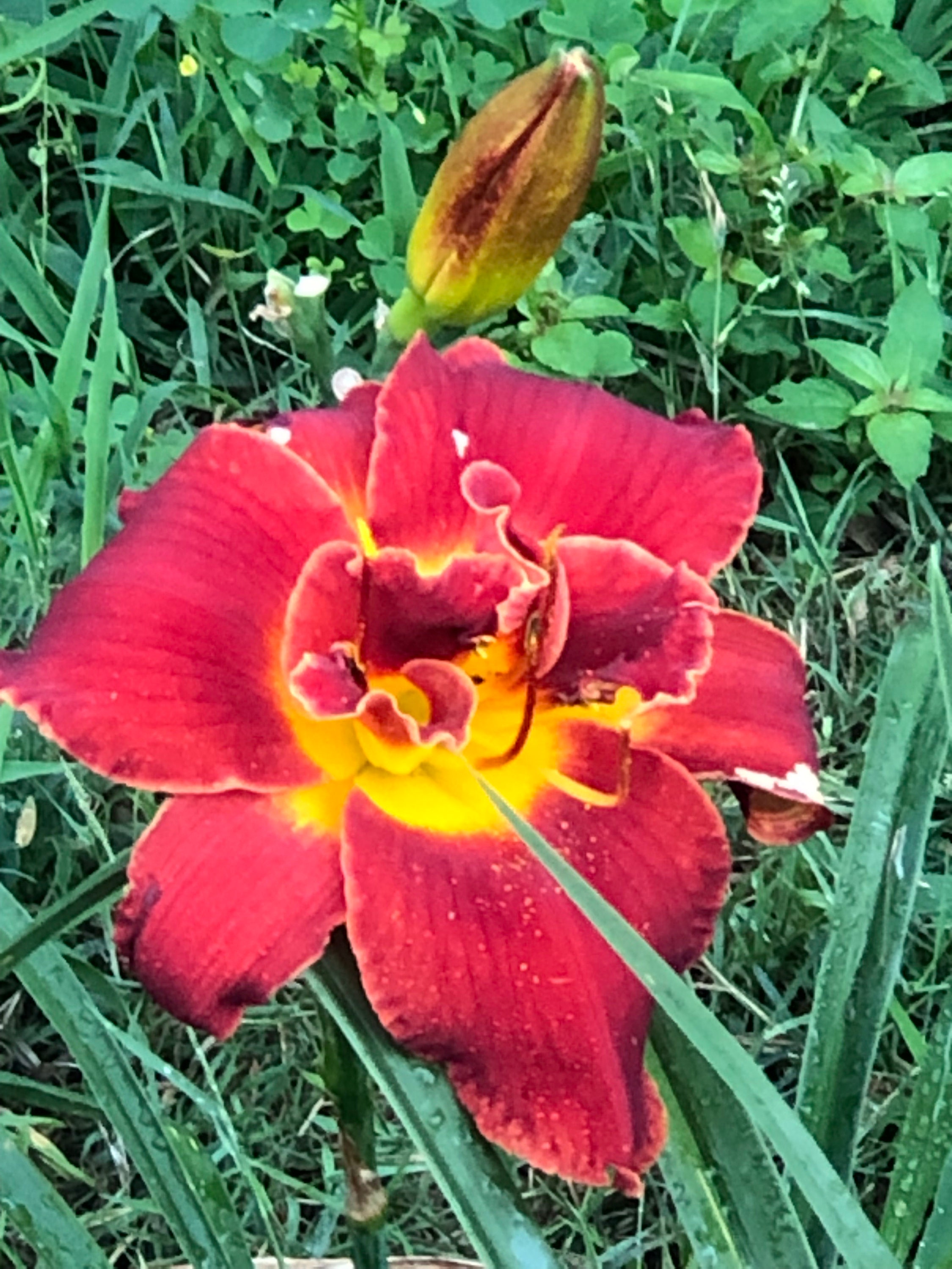 Double Red Flower With Yellow Throat Double Flower, Perennial Daylilies ...