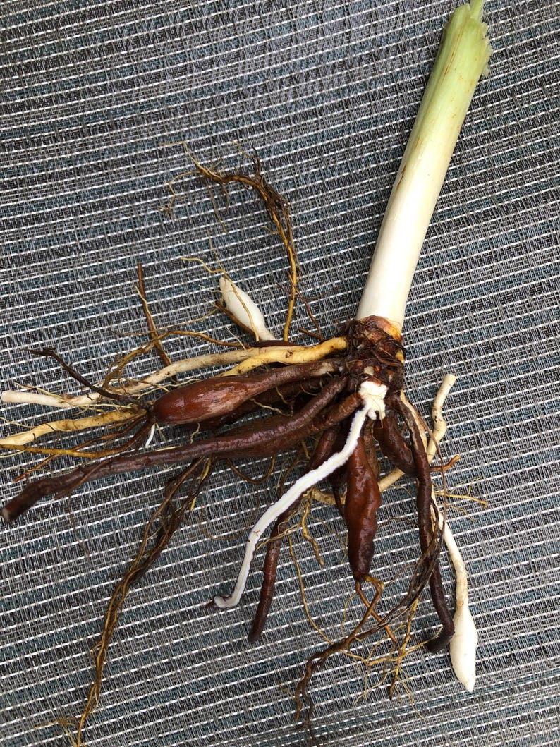 Daylily Purple Grape Magic Flower Yellow Throat. Daylilies Plants for ...