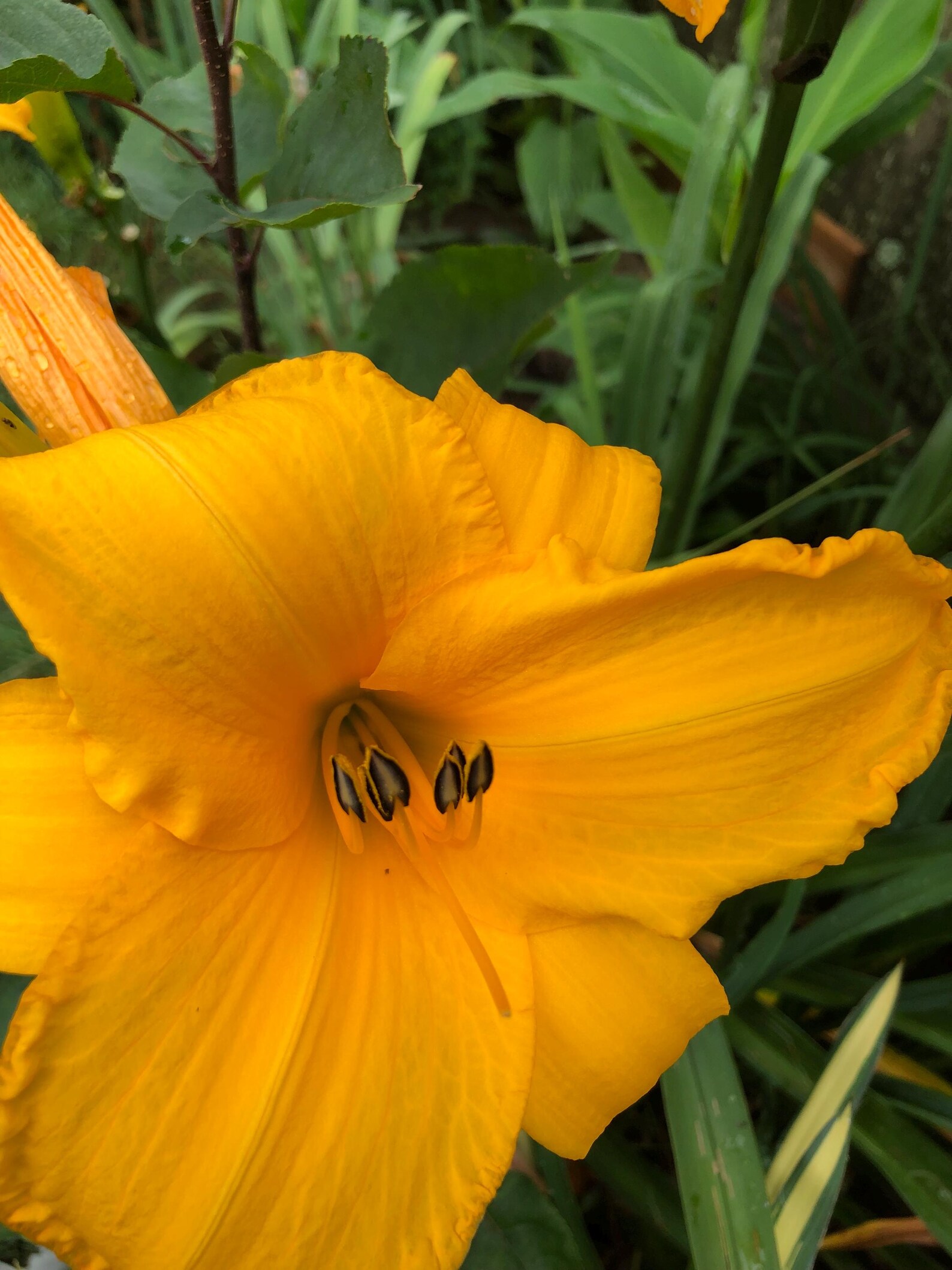 Fragrant Magic Flower Enigma Daylilies Plants for Your Garden Easy to ...