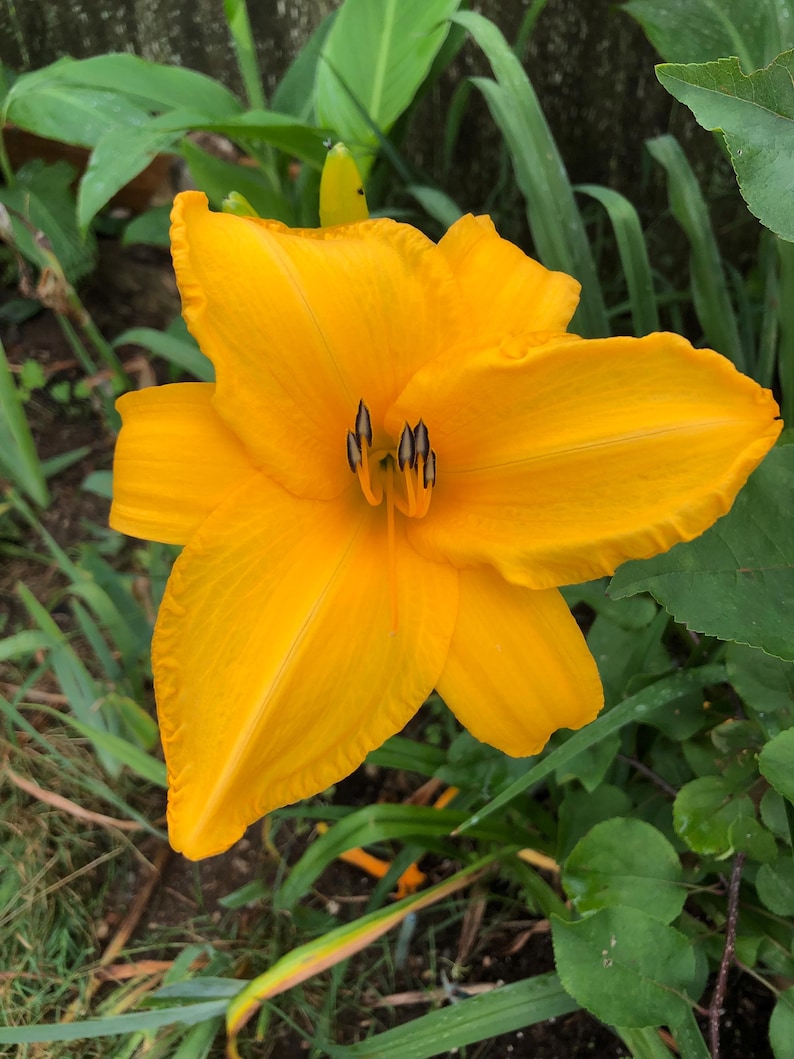 Fragrant Magic Flower Enigma Daylilies Plants for Your Garden Easy to ...
