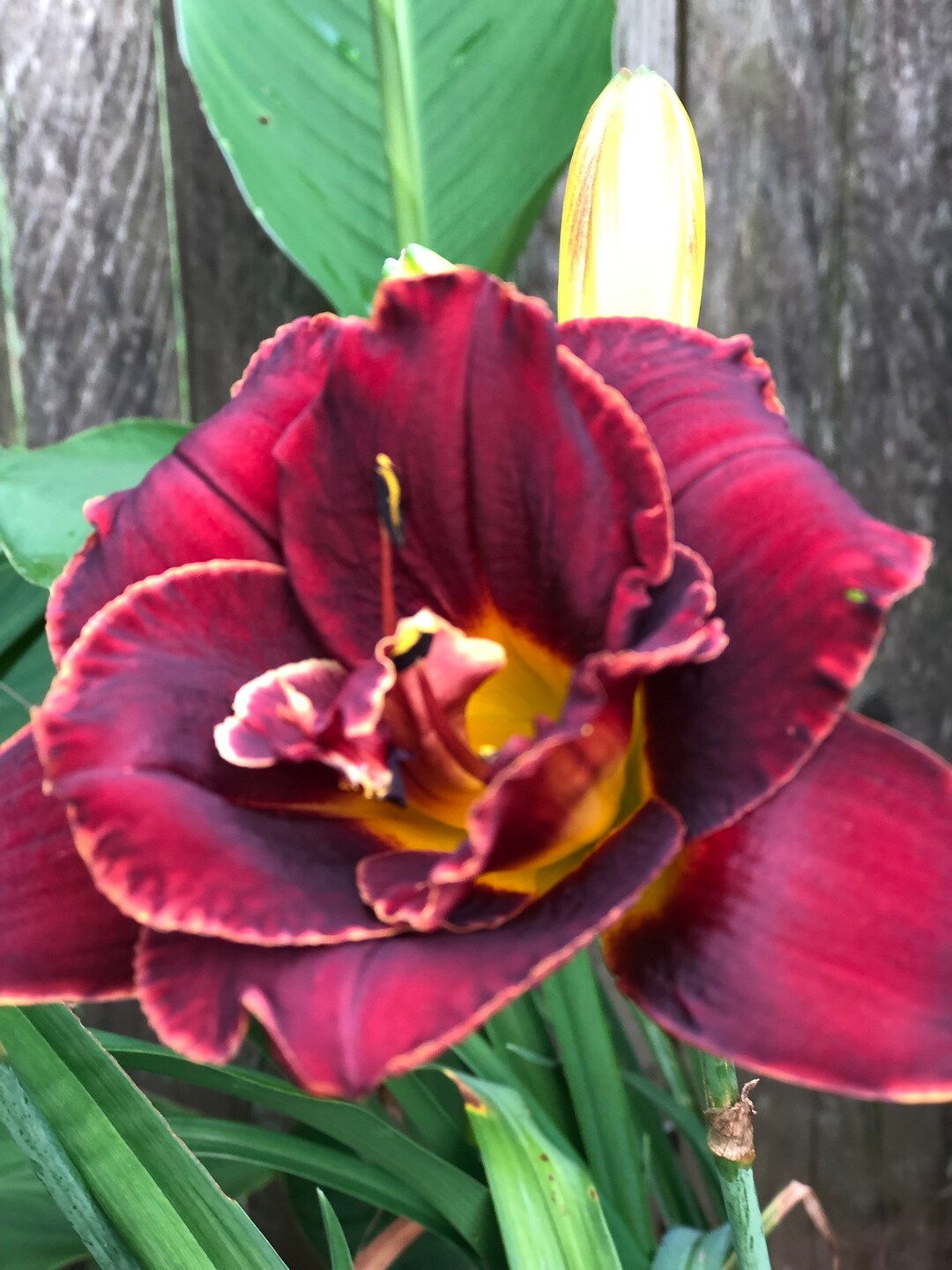Night Embers Double Daylily.perennial Daylilies Easy to Grow Plants ...