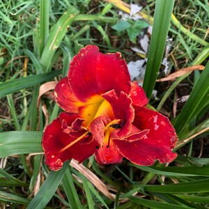 Double Red Flower With Yellow Throat Double Flower, Perennial Daylilies ...