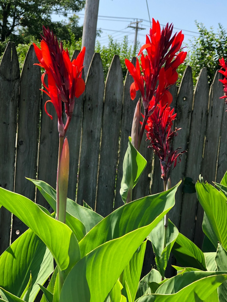 Red President Canna Flower, for Your Garden, Easy to Grow Plants, Red ...