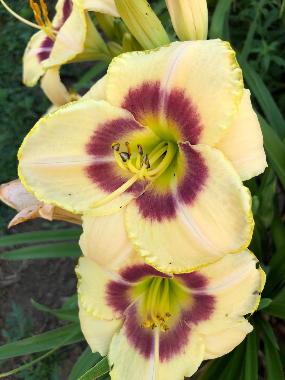 Daylily Magic Flower. Canadian Border Patrol Daylilies Plants for Your ...
