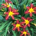 Daylily Crimson Pirate Flower, Perennial Daylilies Plants for Your ...