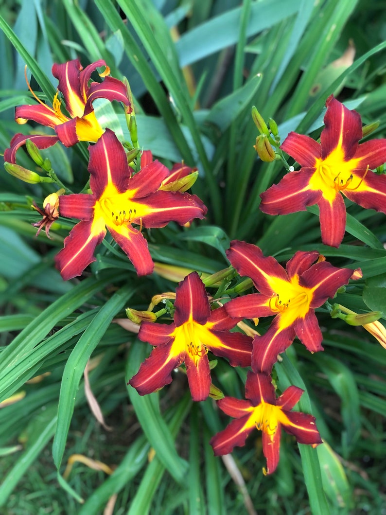 Daylily Crimson Pirate Flower, Perennial Daylilies Plants for Your ...