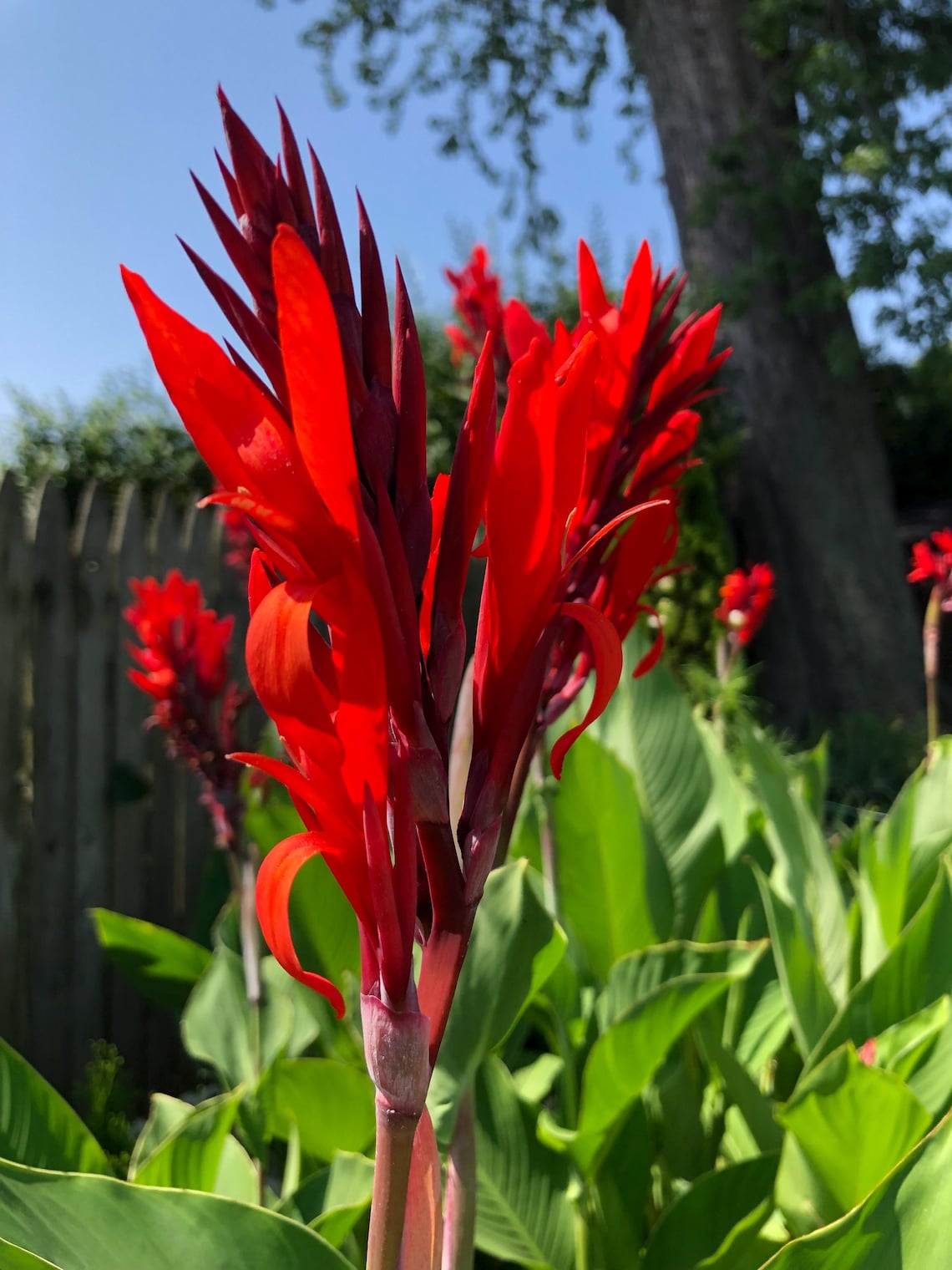 Red President Canna Flower, for Your Garden, Easy to Grow Plants, Red ...