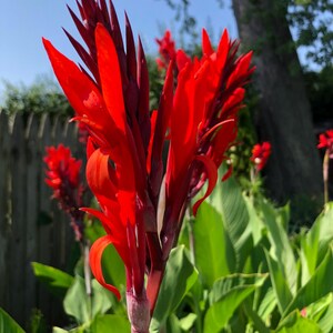 Red President Canna Flower, for Your Garden, Easy to Grow Plants, Red ...