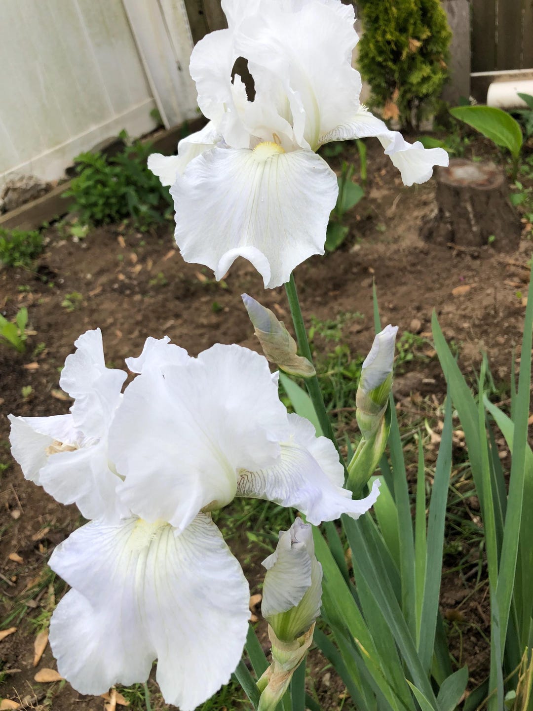 Fragrant White Color Iris, Perennial Plants for Your Garden, Cold Hardy ...