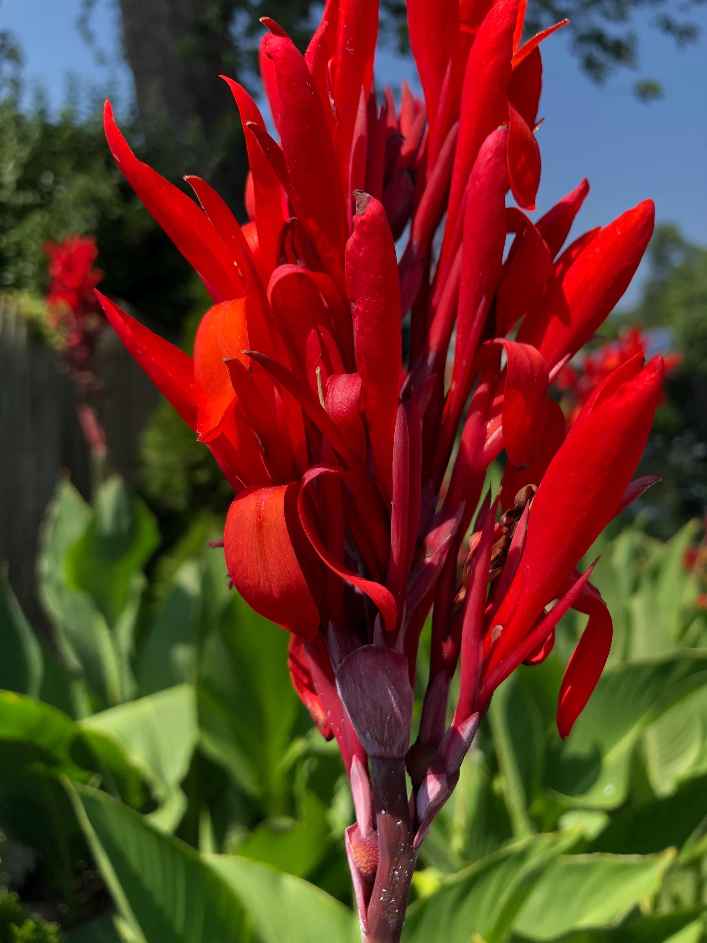 Red President Canna Flower, for Your Garden, Easy to Grow Plants, Red ...