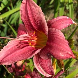 Daylily Purple Grape Magic Flower Yellow Throat. Daylilies Plants for ...