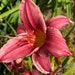 Daylily Purple Grape Magic Flower Yellow Throat. Daylilies Plants for ...