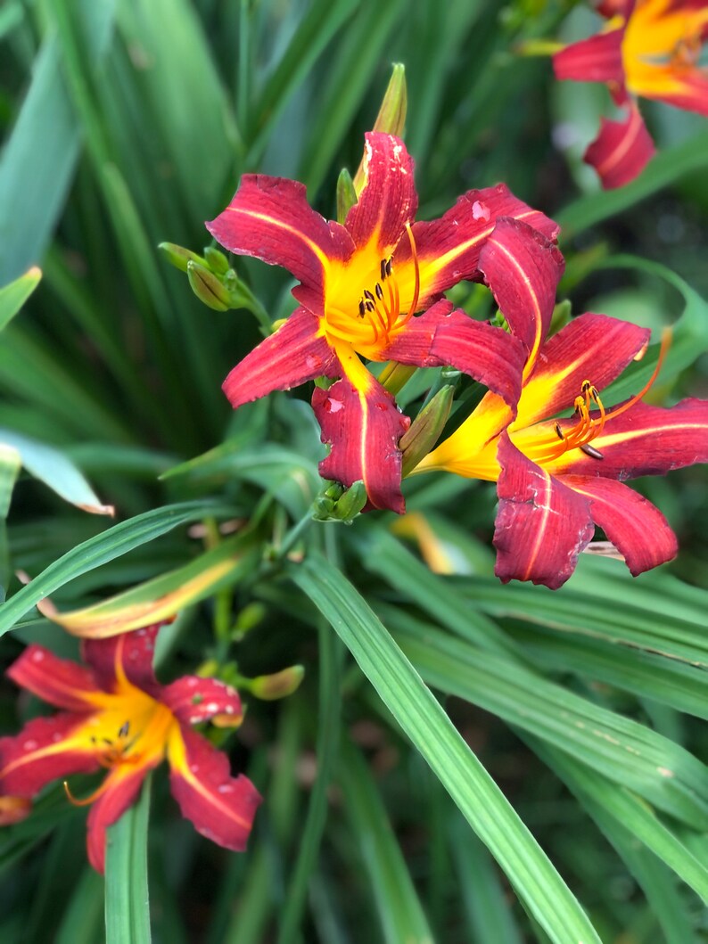 Daylily Crimson Pirate Flower, Perennial Daylilies Plants for Your ...
