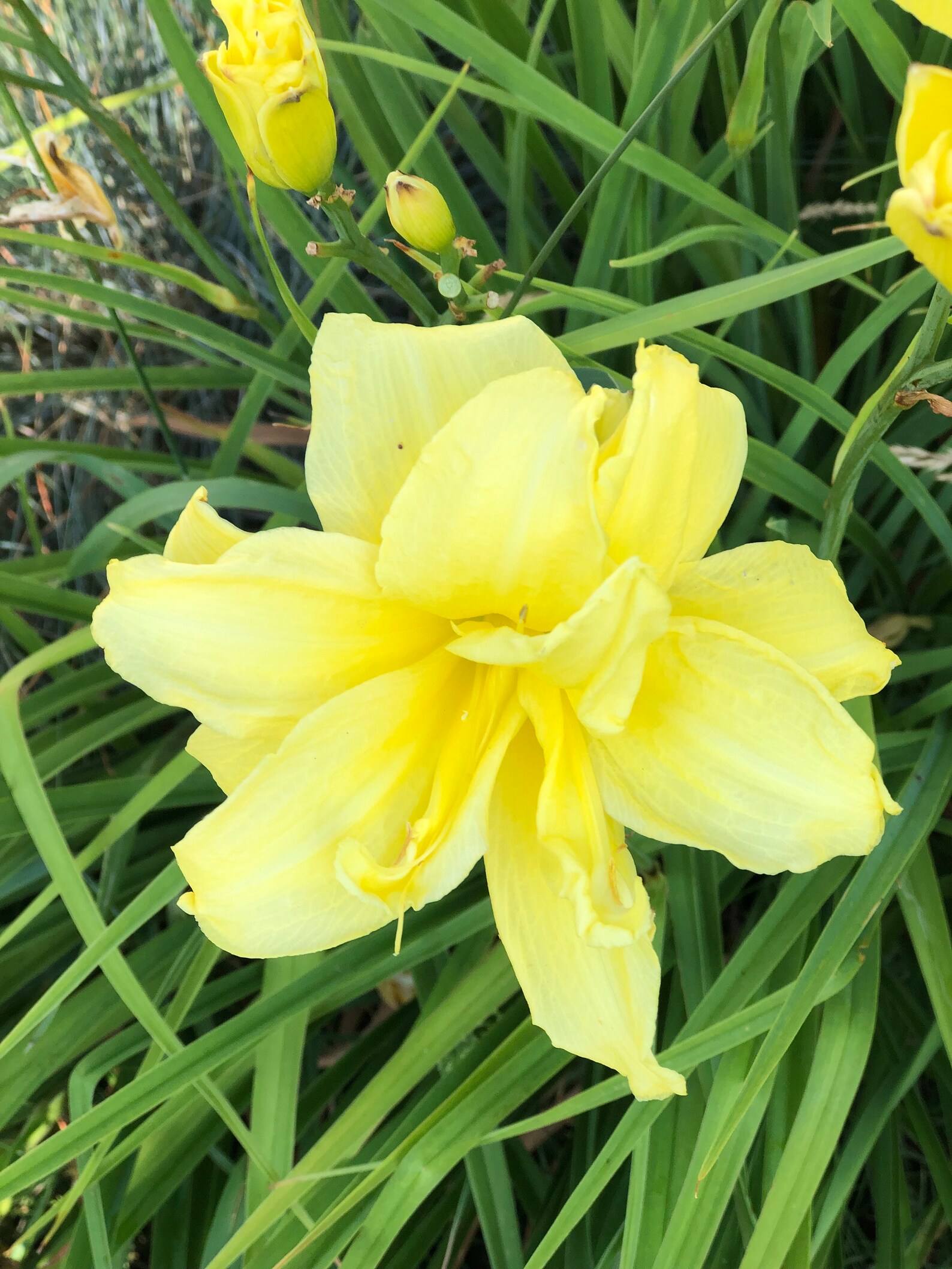 Hemerocallis Double River Wye Daylily Plant for Your Garden.easy to Grow Plants, Perennial ...