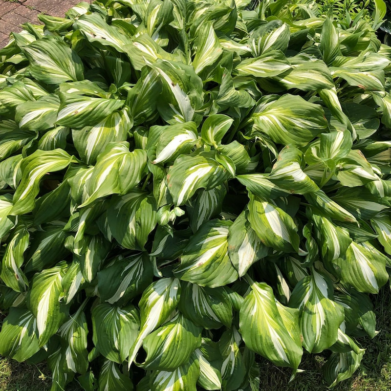 Purple Hosta Plant - Etsy