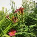 Daylily Purple Grape Magic Flower Yellow Throat. Daylilies Plants for ...