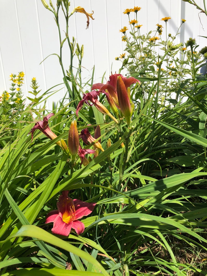 Daylily Purple Grape Magic Flower Yellow Throat. Daylilies Plants for ...