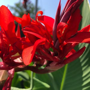 Red President Canna Flower, for Your Garden, Easy to Grow Plants, Red ...