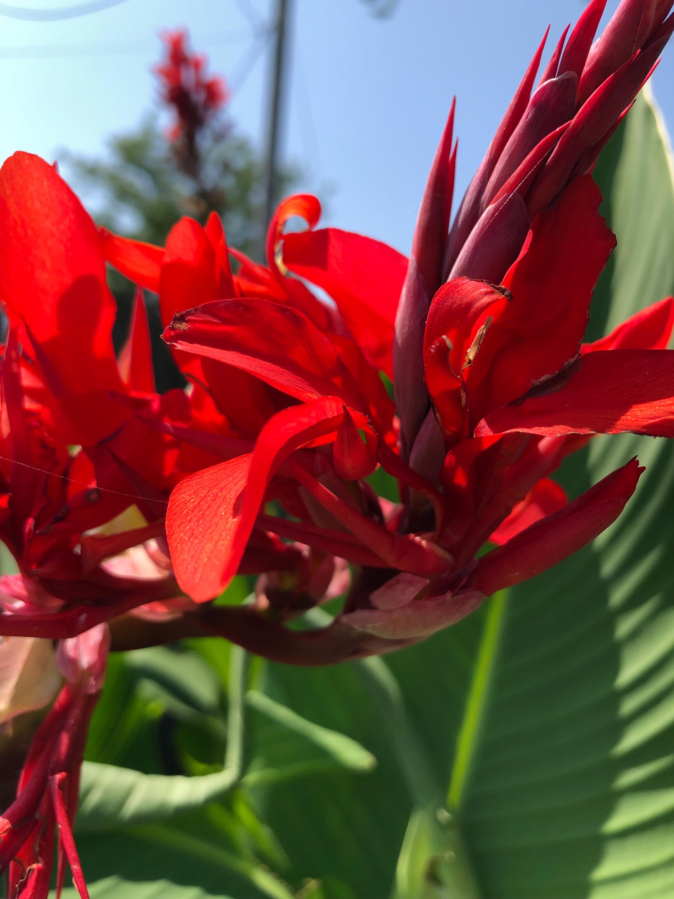 Red President Canna Flower, for Your Garden, Easy to Grow Plants, Red ...