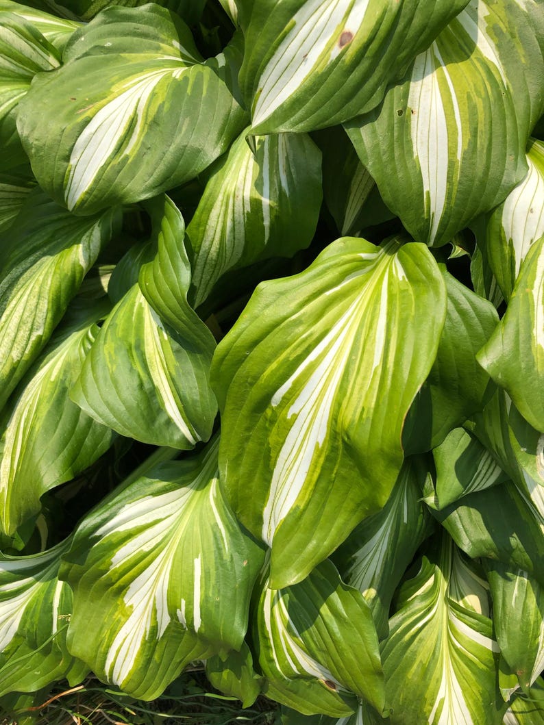 Perennial Hosta Plants for Your Garden or Patio. Hosta Likes Shade and ...