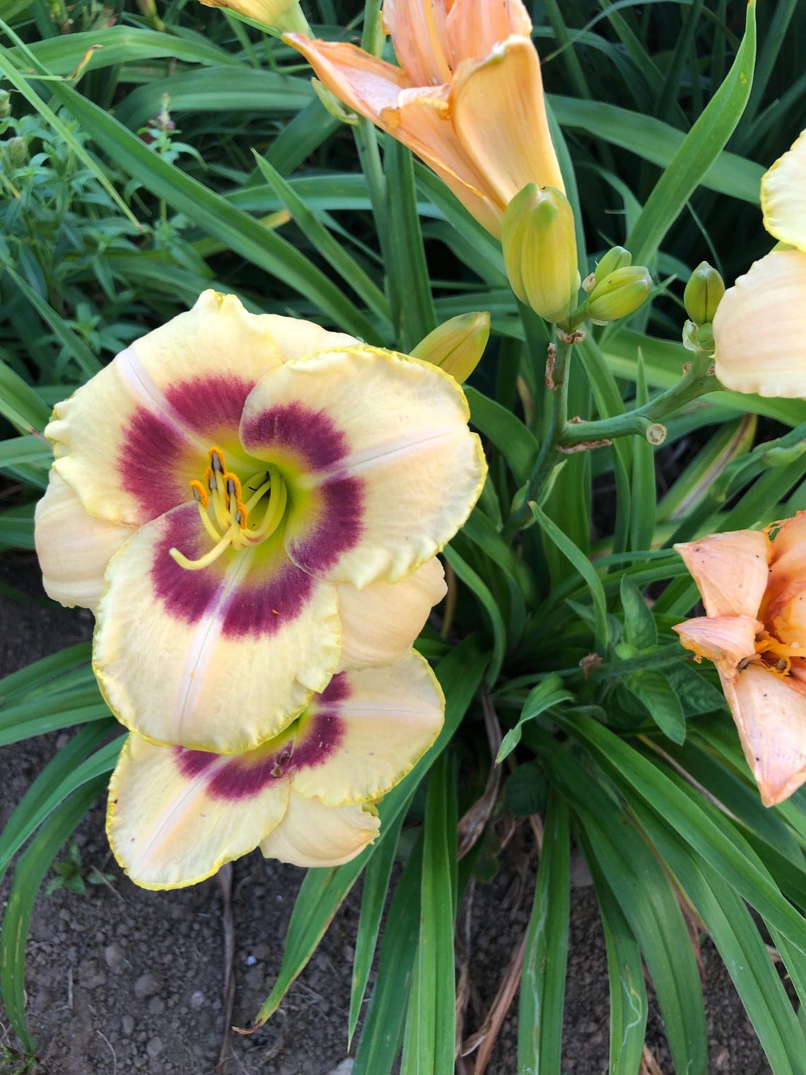 Daylily Magic Flower. Canadian Border Patrol Daylilies Plants for Your ...