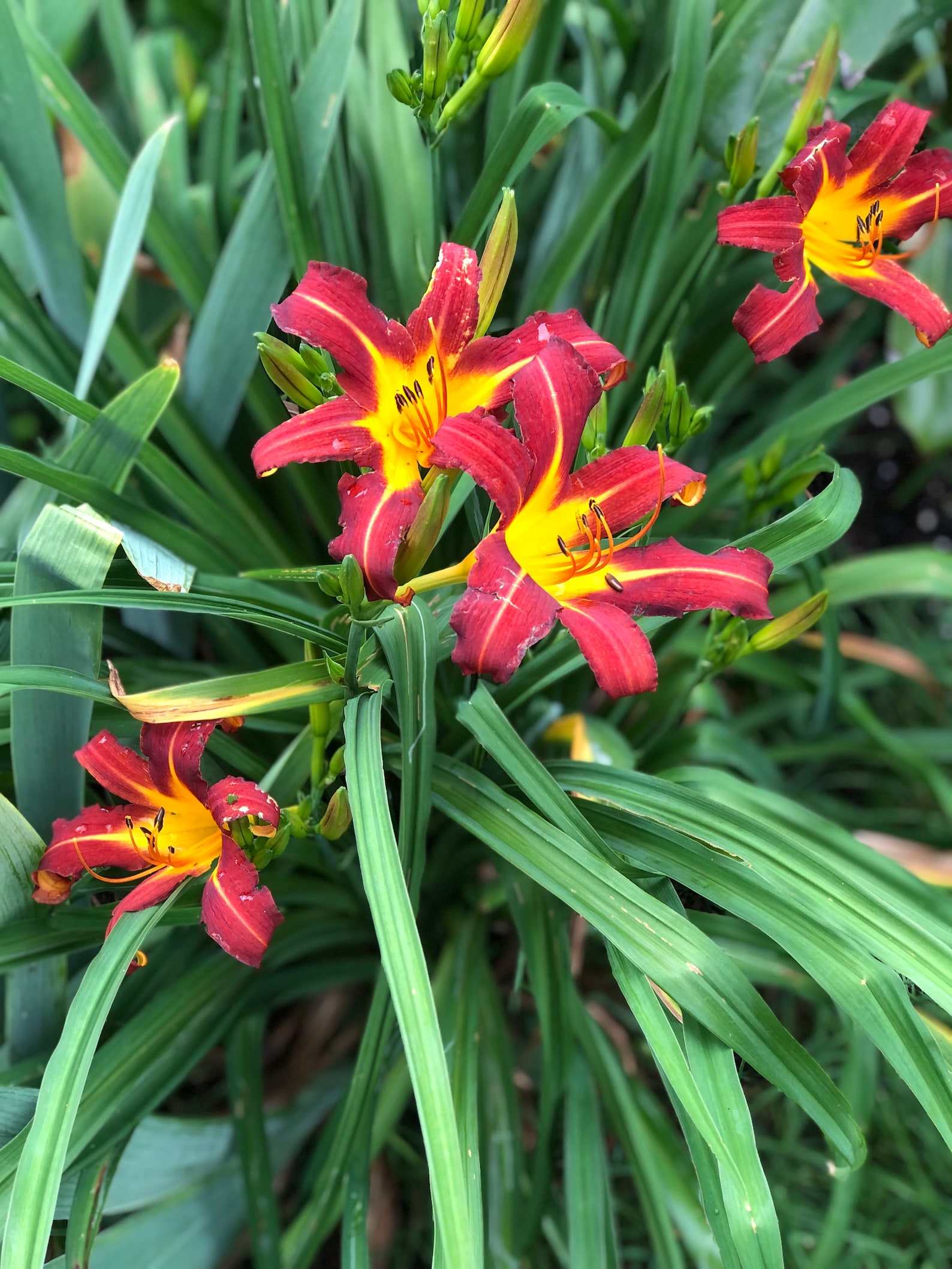 Daylily Crimson Pirate Flower, Perennial Daylilies Plants for Your ...