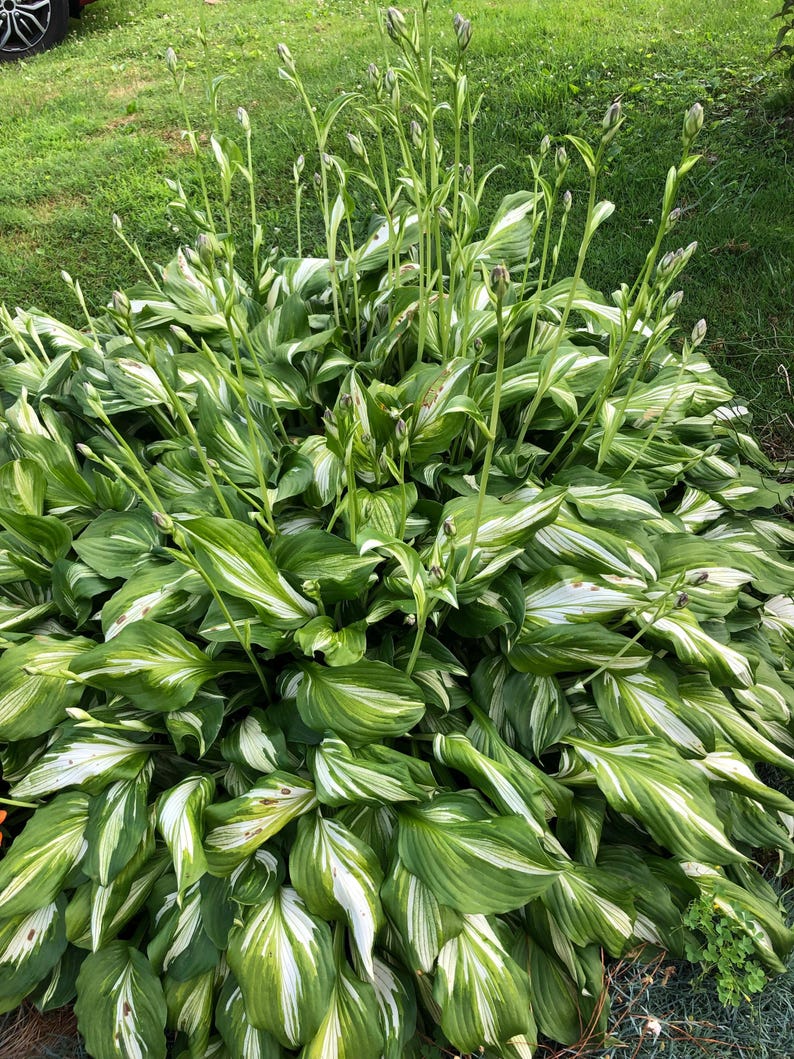 Perennial Hosta Plants for Your Garden or Patio. Hosta Likes Shade and ...
