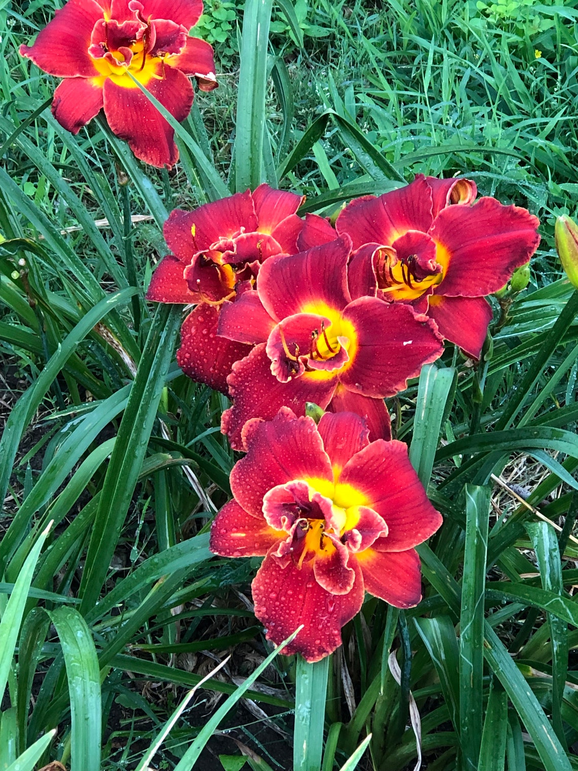 Double Red Flower With Yellow Throat Double Flower, Perennial Daylilies ...