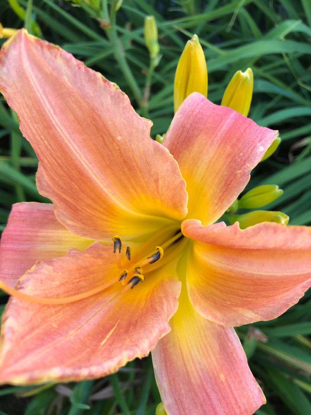 Daylily Magic Flower, Perennial Daylilies for Your Garden, Easy to Grow ...