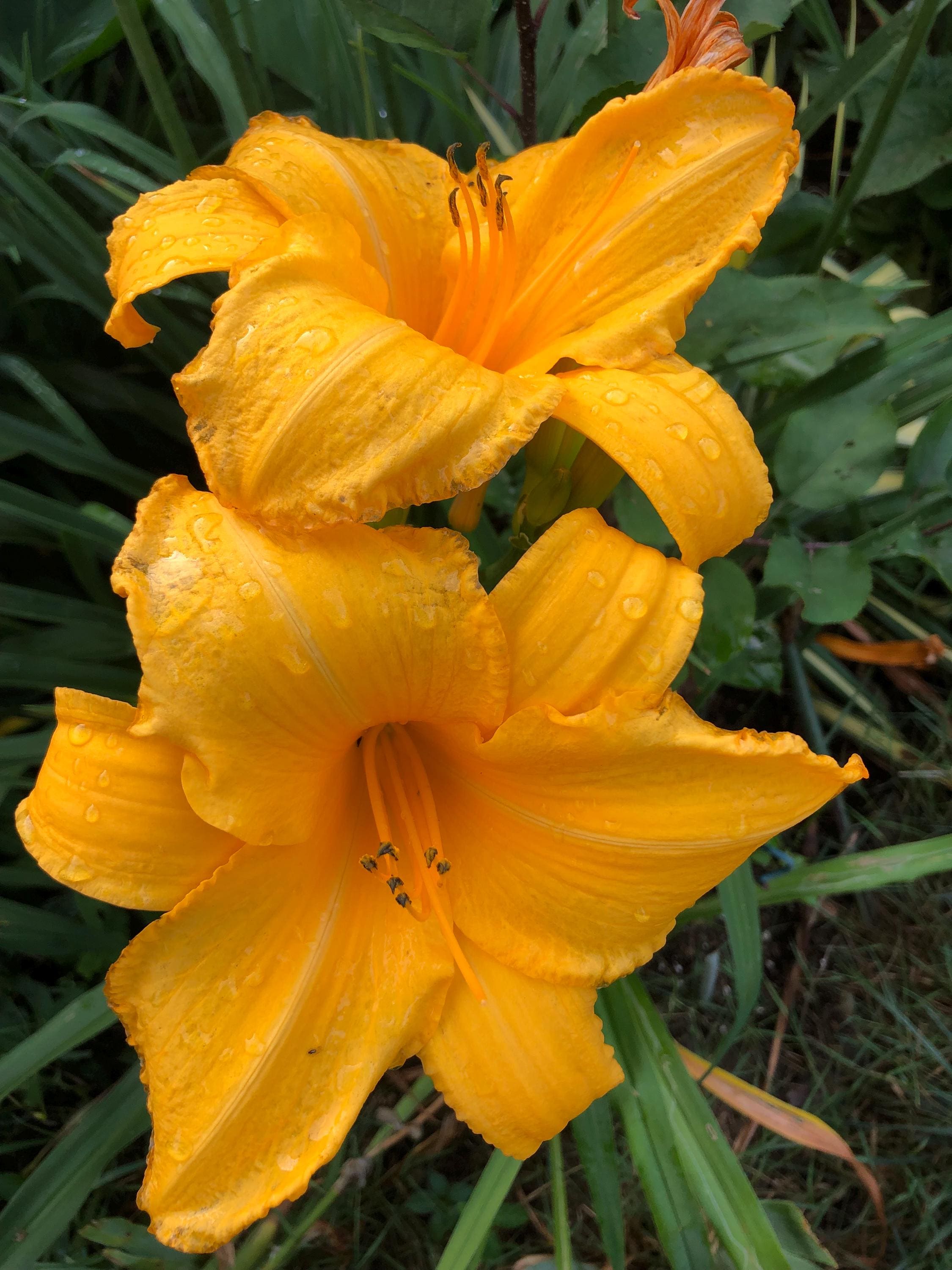 Fragrant Magic Flower Enigma Daylilies Plants for Your Garden Easy to ...