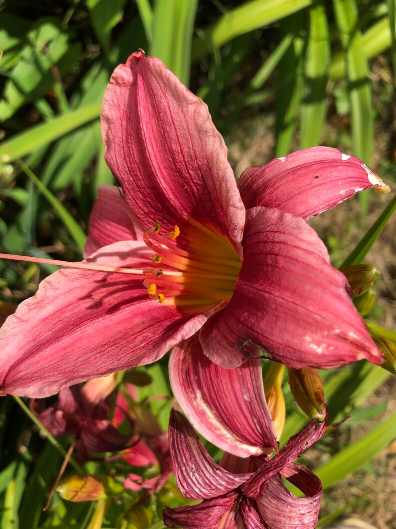 Daylily Purple Grape Magic Flower Yellow Throat. Daylilies Plants for ...