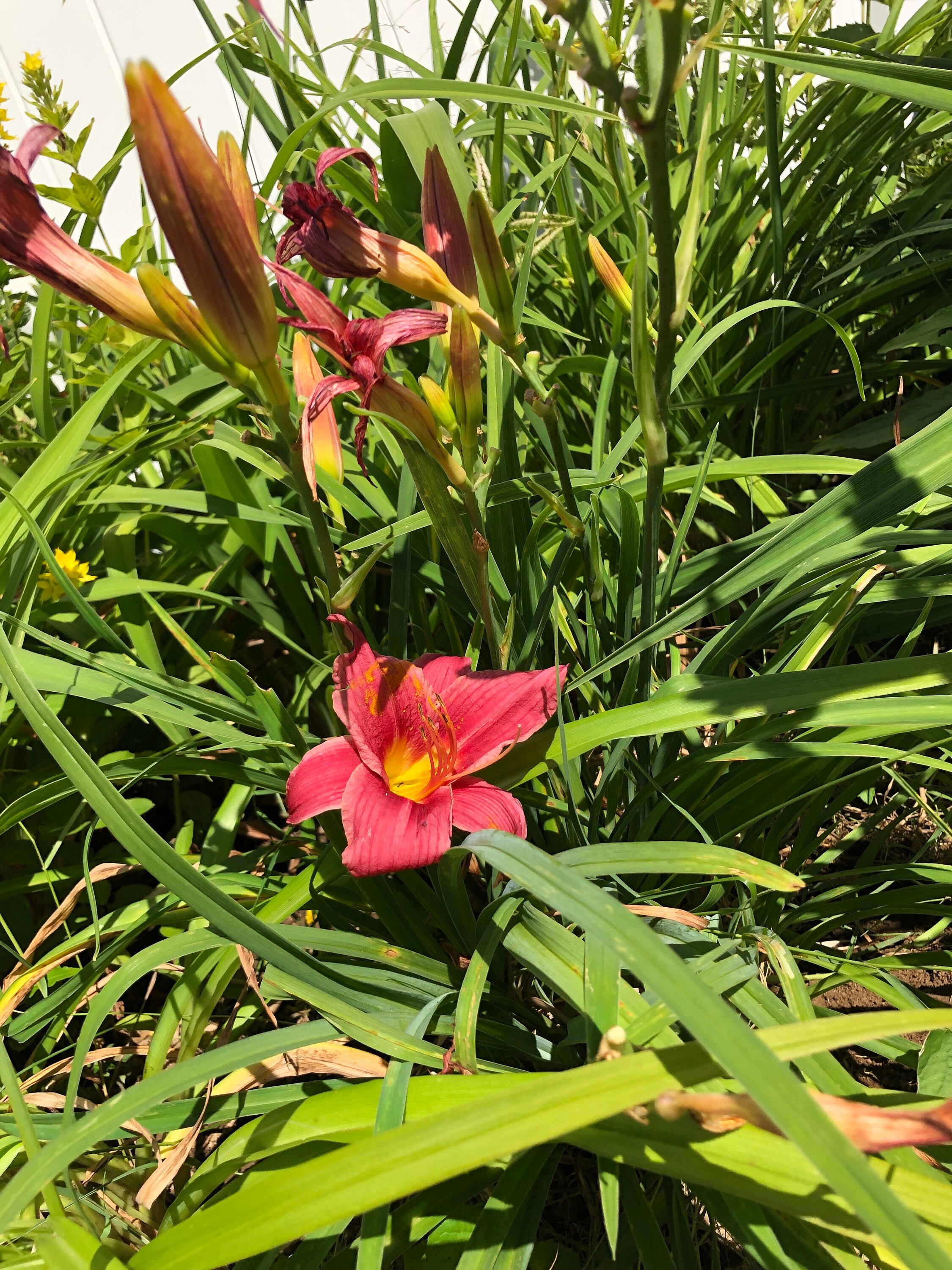 Daylily Purple Grape Magic Flower Yellow Throat. Daylilies Plants for ...