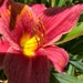 Daylily Purple Grape Magic Flower Yellow Throat. Daylilies Plants for ...
