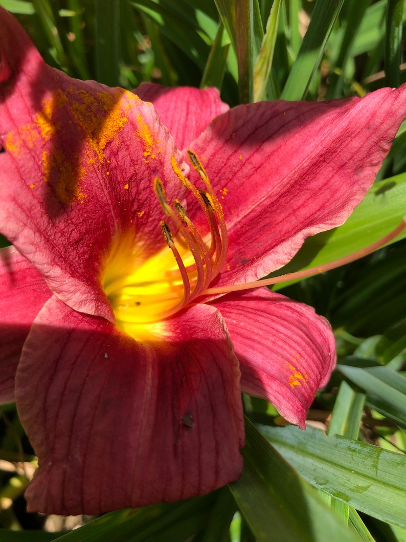 Daylily Purple Grape Magic Flower Yellow Throat. Daylilies Plants for ...