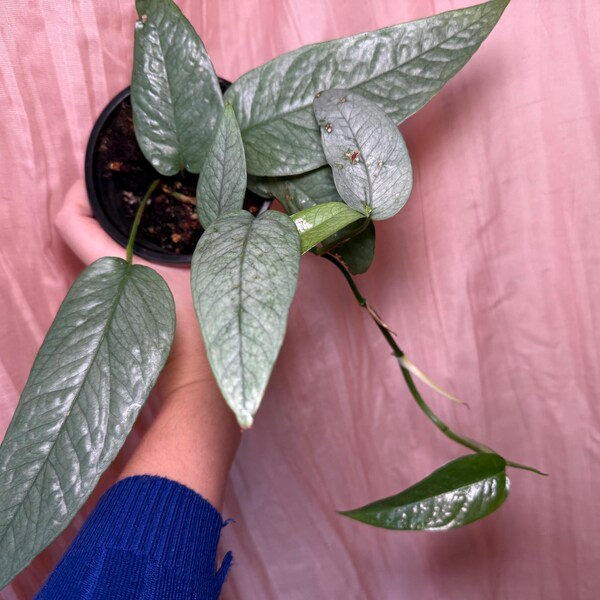 Cebu Blue Pothos - Etsy