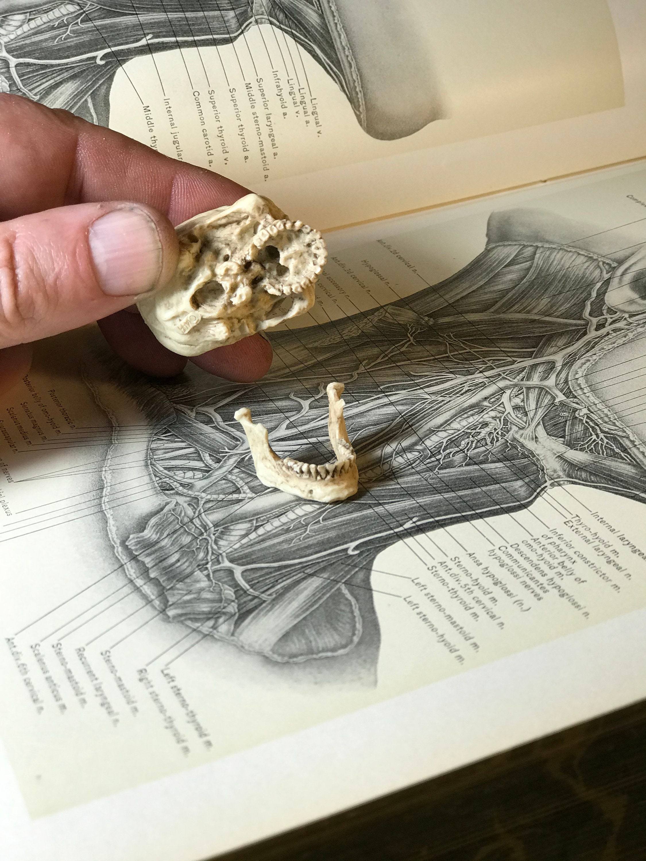 Anatomical Miniature Human Skull 1/6 Scale by Thomas Kuntz | Etsy