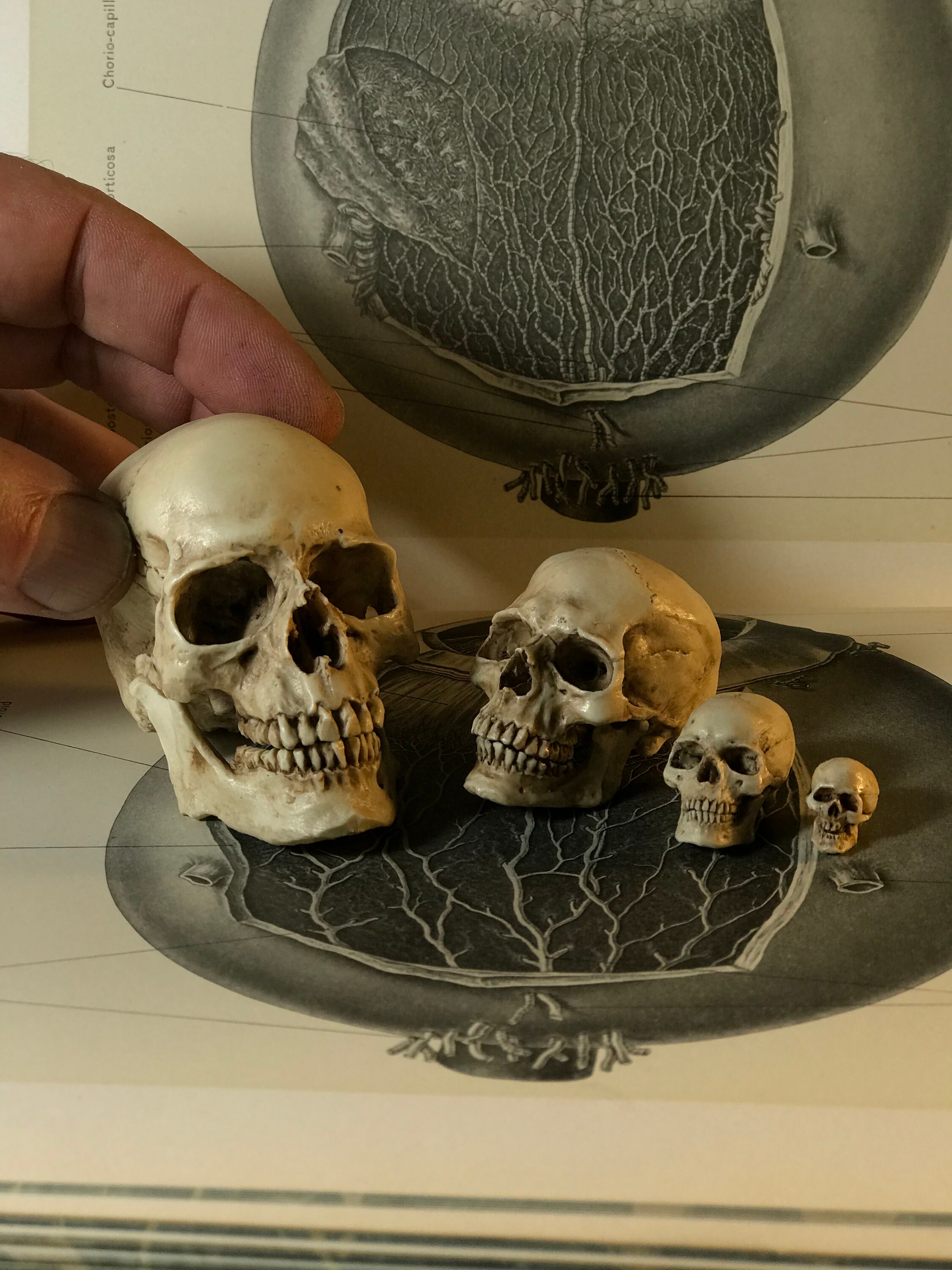 Anatomical Miniature Human Skull 1/6 Scale by Thomas Kuntz | Etsy