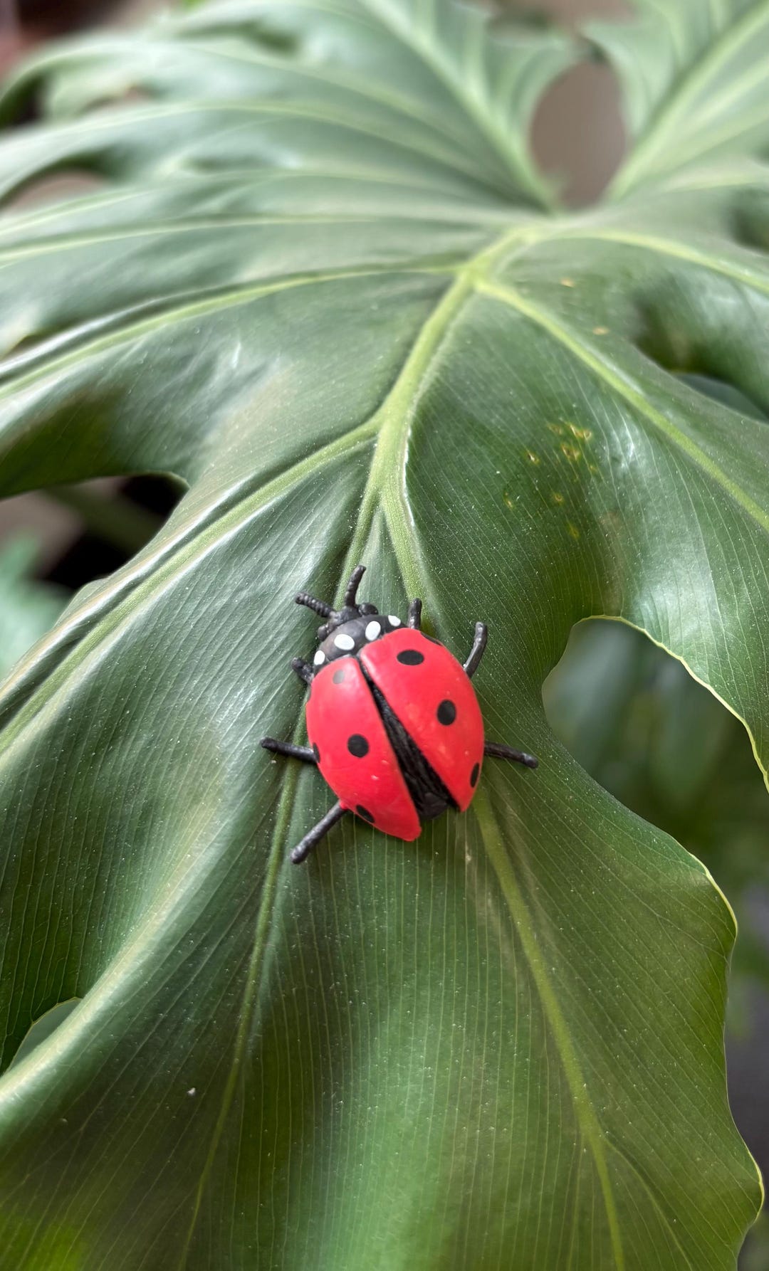Ladybug Plant Magnet(rubber): Fun Houseplant Decor - Etsy