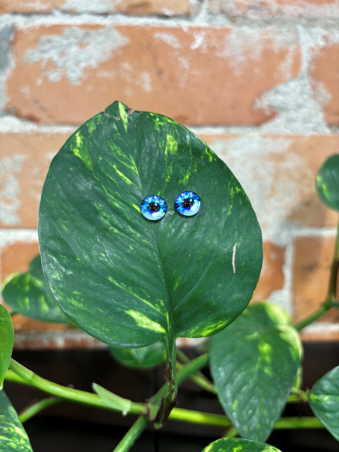 Eyes (3) - Plant Buddies/plant Magnets - Etsy