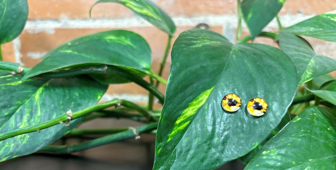 Eye Plant Magnets(2): Fun Houseplant Decor - Plant Buddies (pair) - Etsy