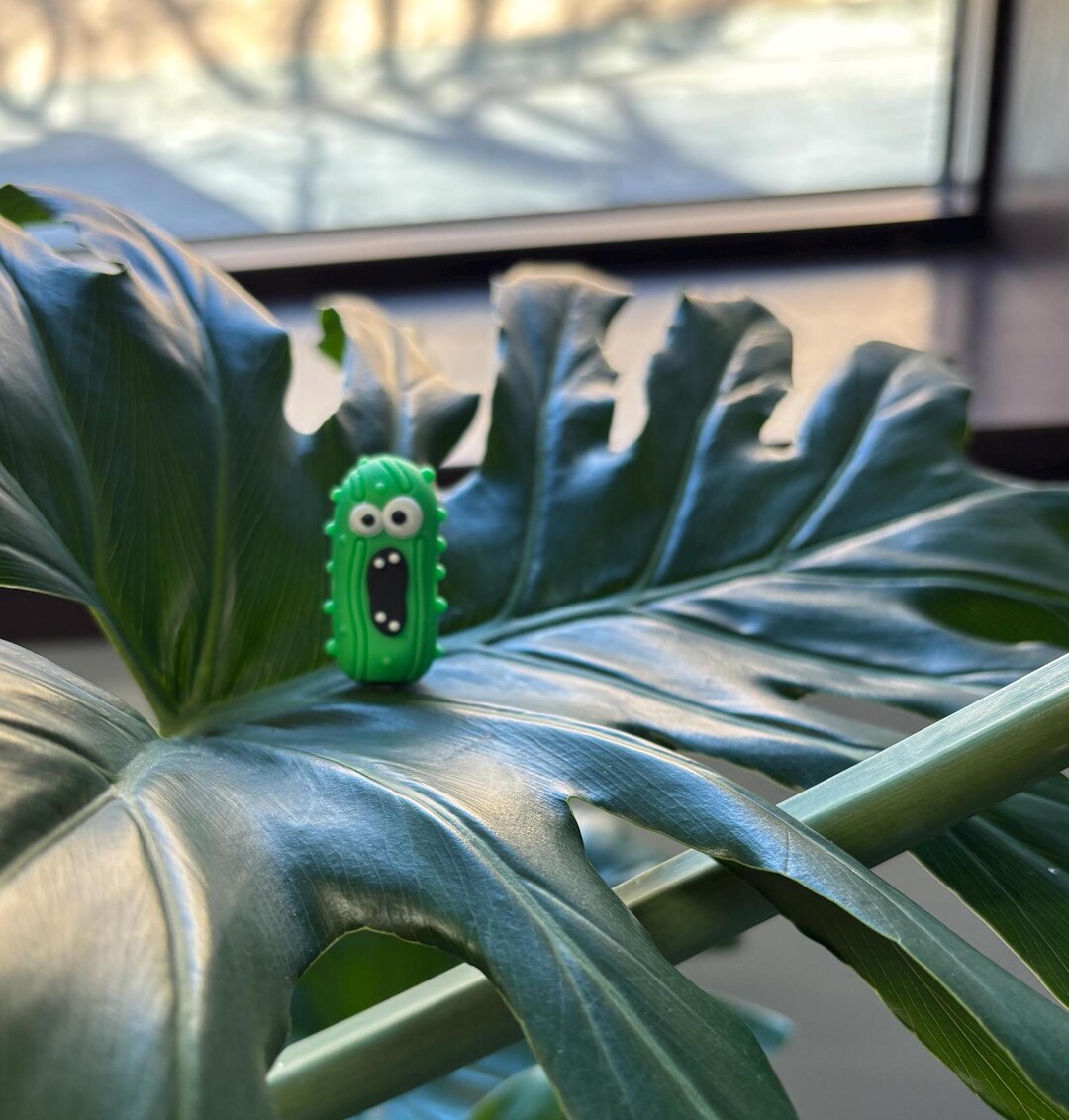 Pickles (cactus) - Plant Buddies/plant Magnets - Plant Friends ...