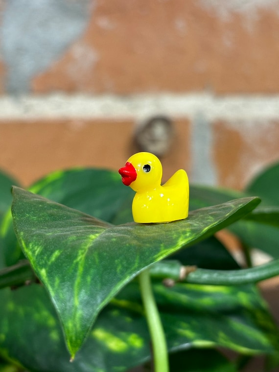 Rubber Duck Plant