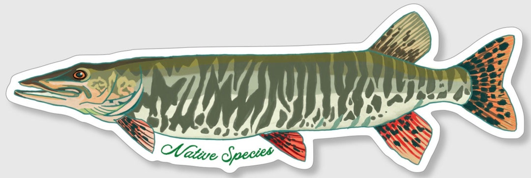 Native Species Muskellunge "muskie" Sticker - Laptop Sticker, Fishing ...