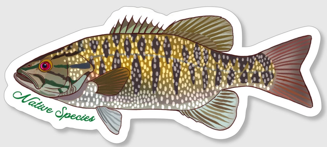 Native Species Smallmouth Bass Sticker - Laptop Sticker, Bumper Sticker ...