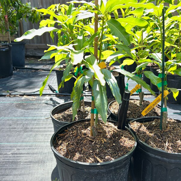 Dwarf Mango Tree - Etsy
