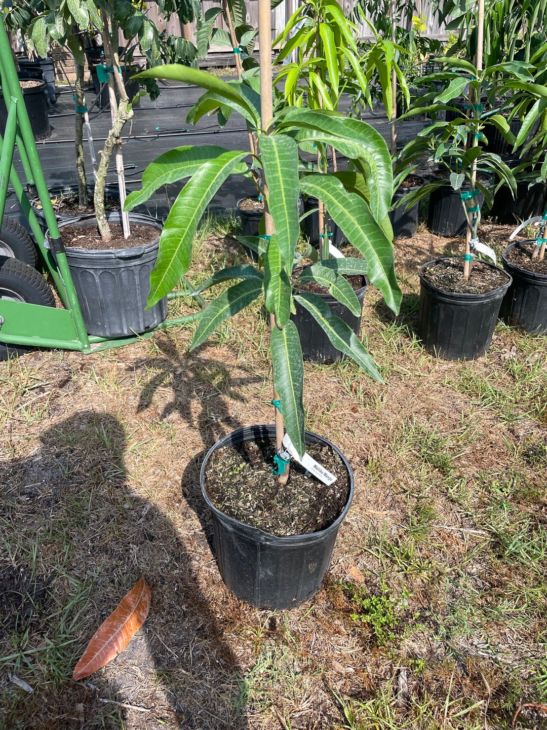 Malikka Mango/grafted Mango Trees/ Mango Tree / Grafted Fruit Tree ...