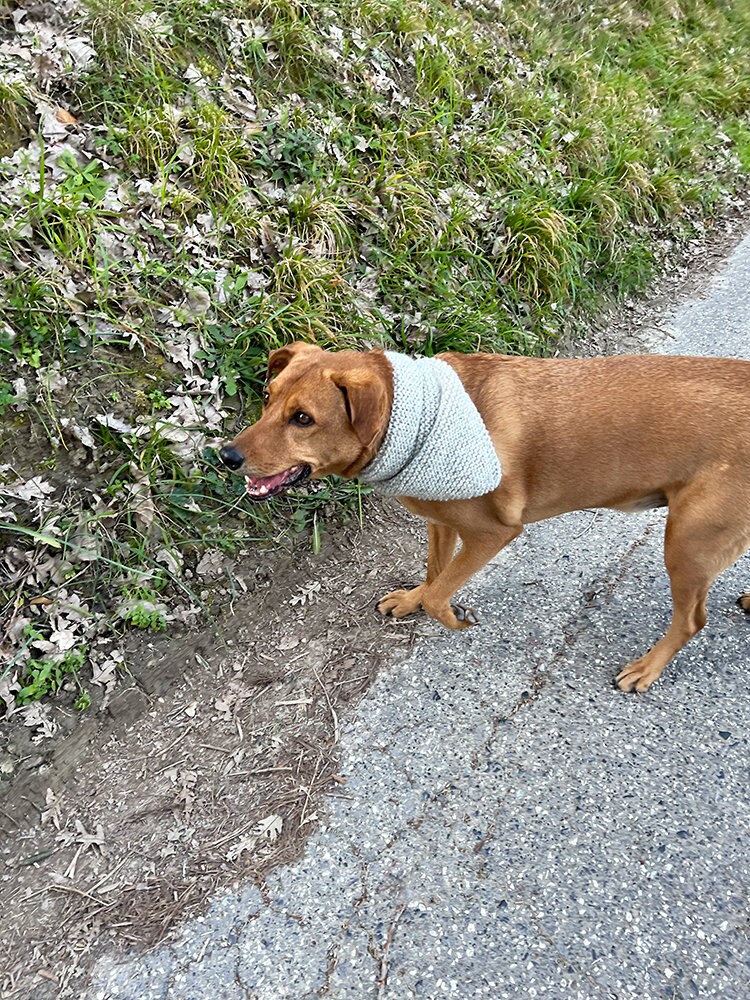 Dog Bandana Knitting Pattern, Dog Heart Bandana Knitting Pattern, Dog ...