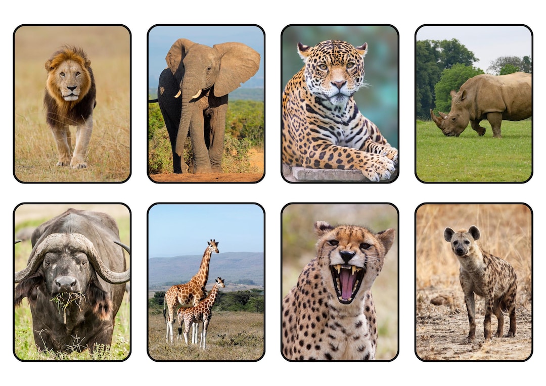 Animals & Names - Matching Game - Etsy
