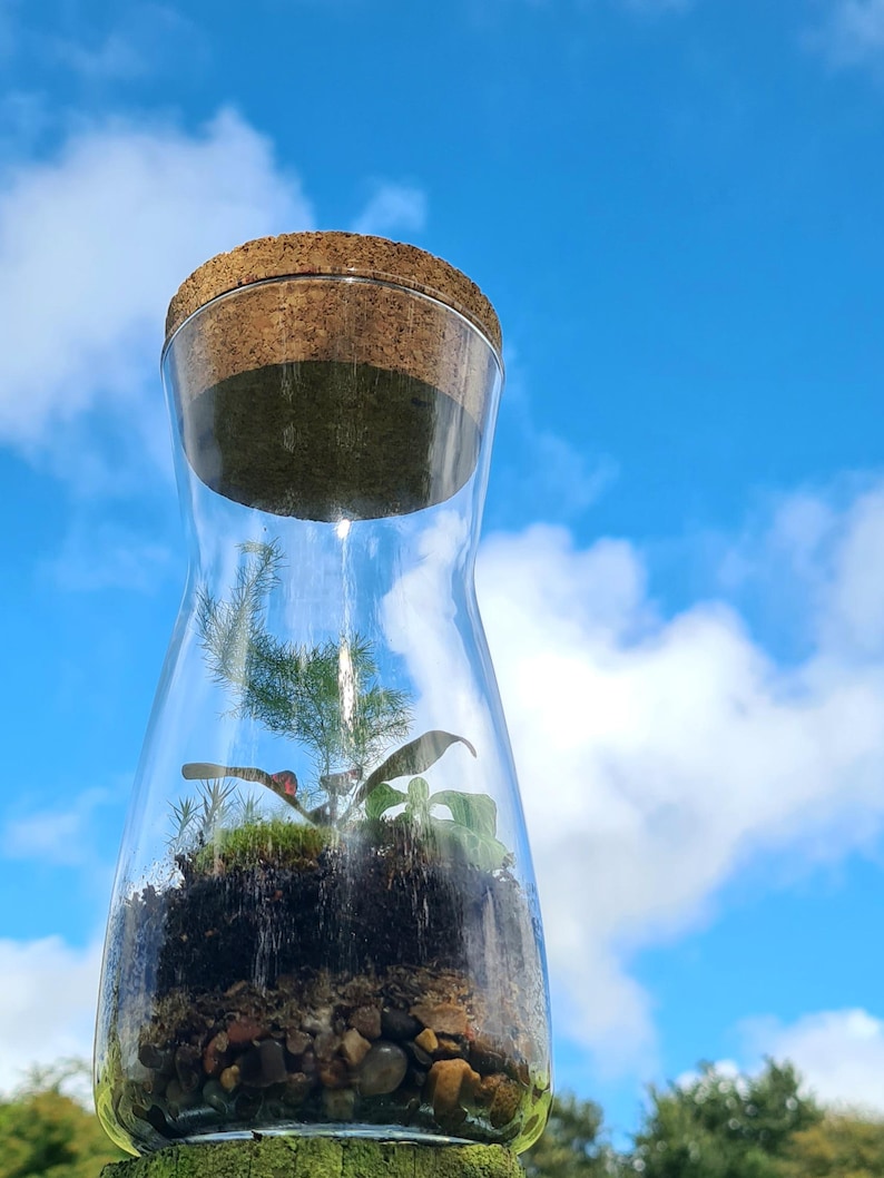 DIY Terrarium Kit Replacement Plants and Moss, - Etsy UK
